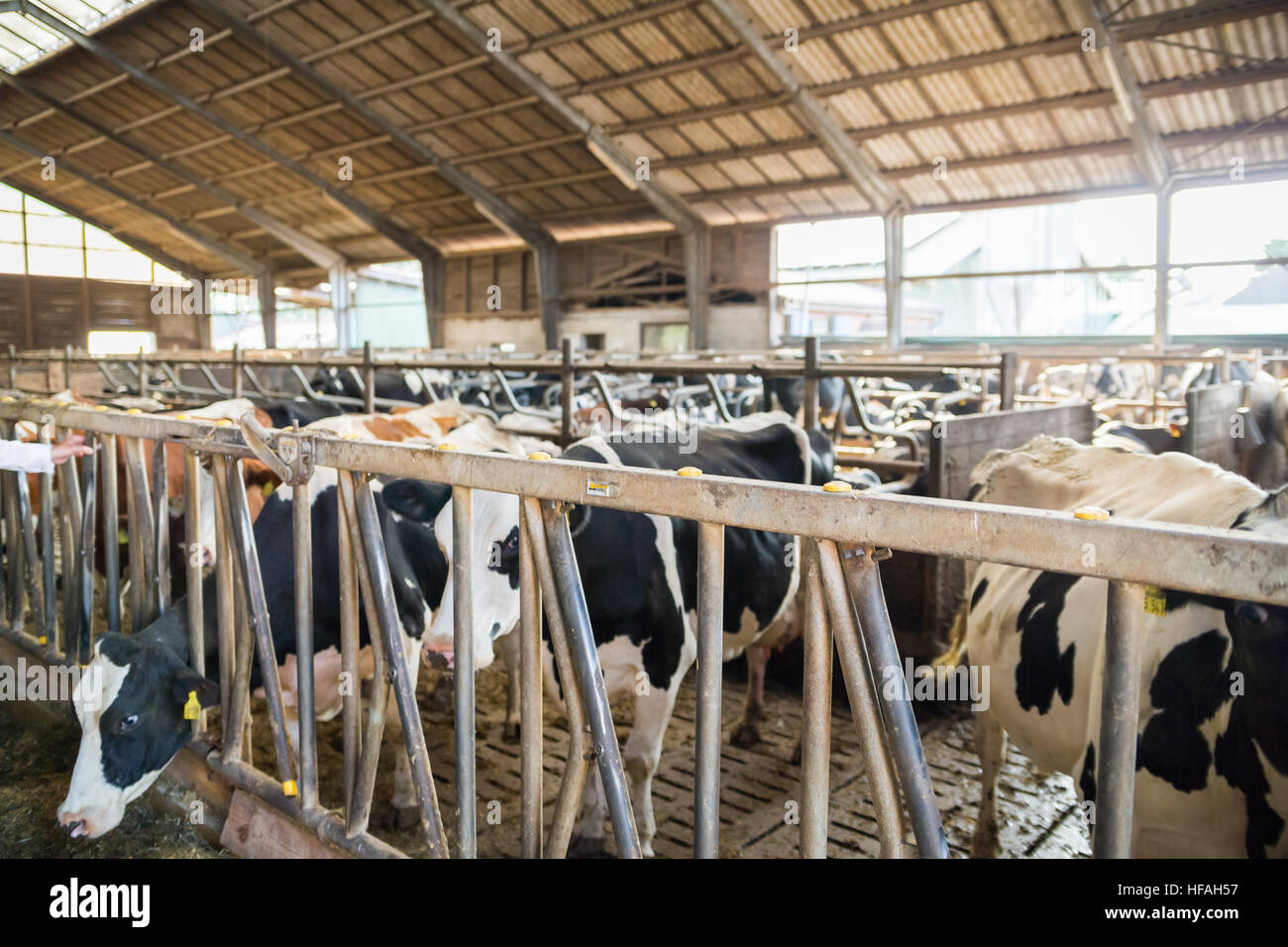 Industrial farm cow hi-res stock photography and images - Alamy