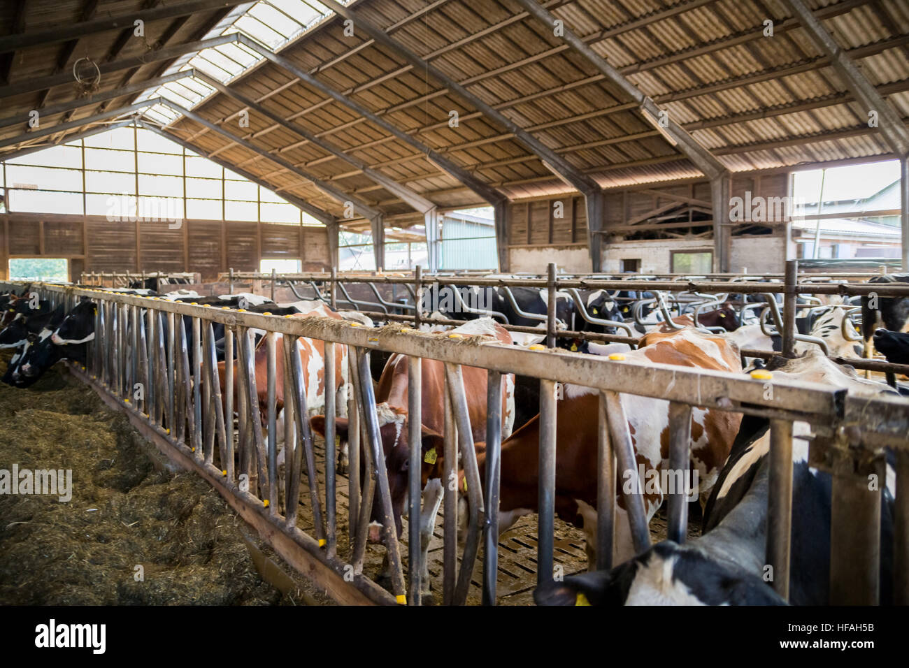 Industrial farm cow hi-res stock photography and images - Alamy