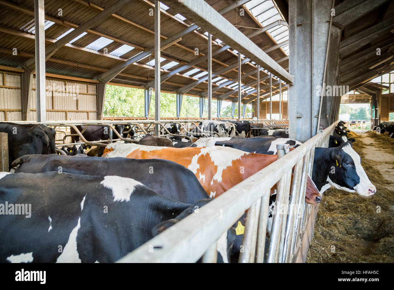 Industrial farm cow hi-res stock photography and images - Alamy