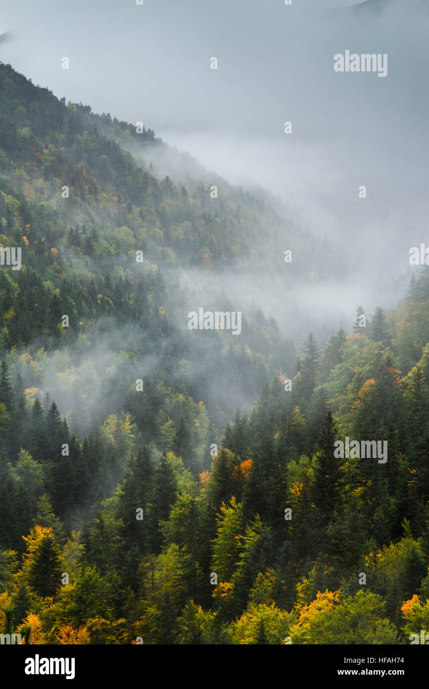 Mixed forests habitat hi-res stock photography and images - Alamy