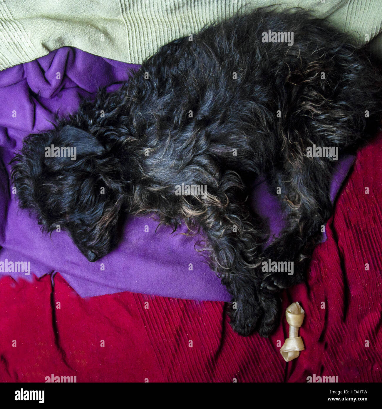 Spinoncino dog sleeping zzz Stock Photo - Alamy