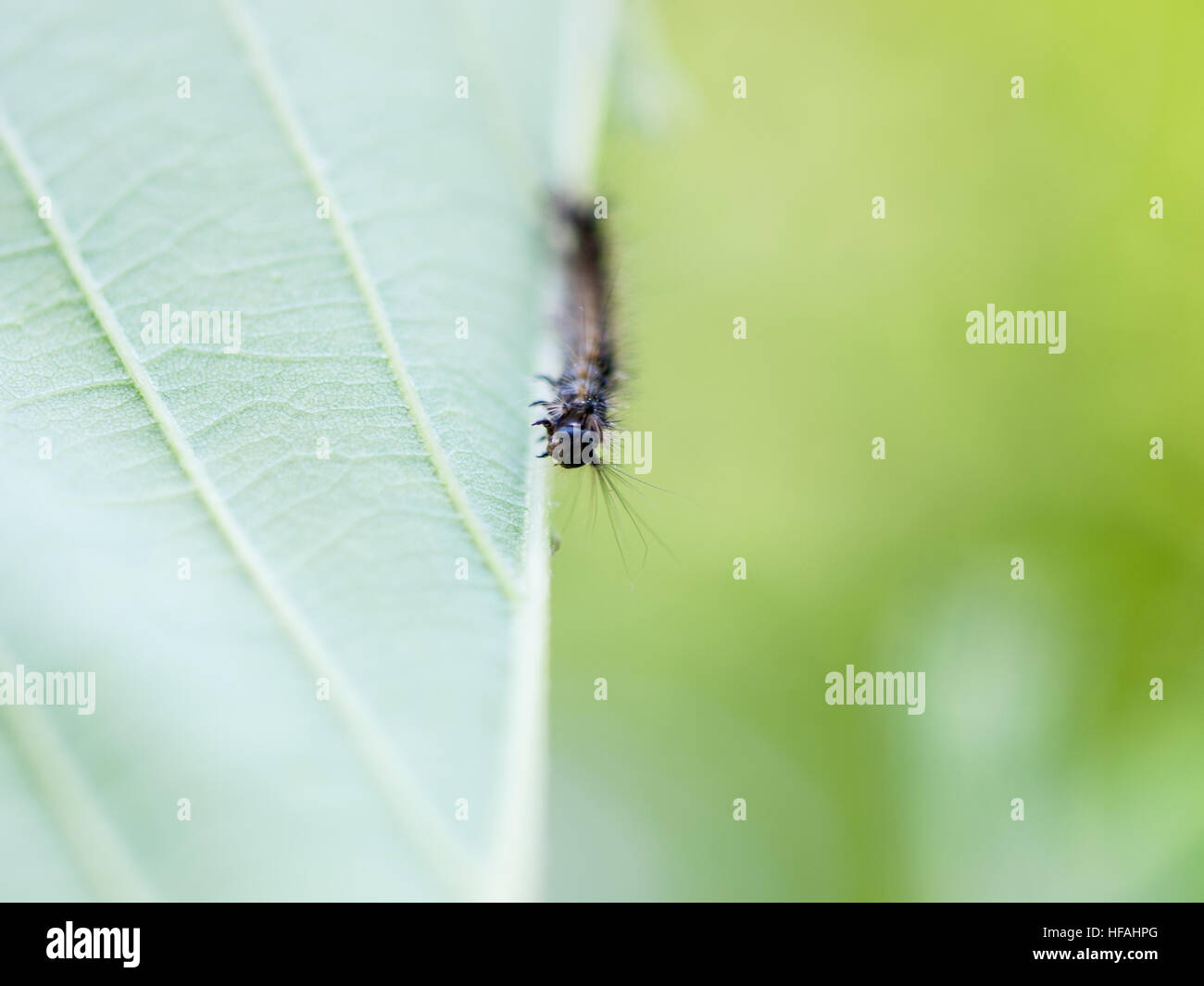 Gypsy moth larvae hi-res stock photography and images - Alamy