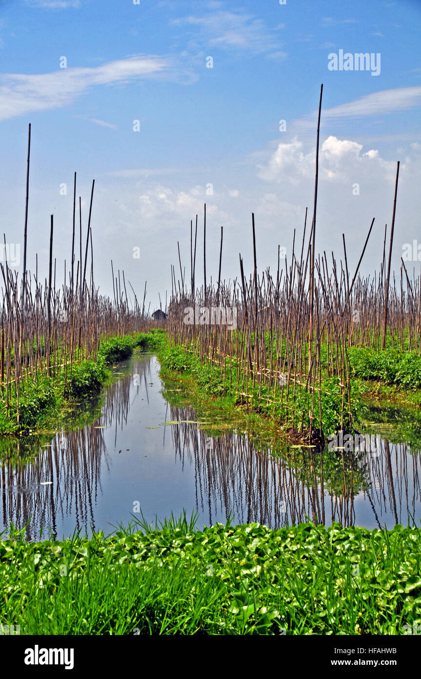 floating garden Inle Lake Myanmar Stock Photo - Alamy
