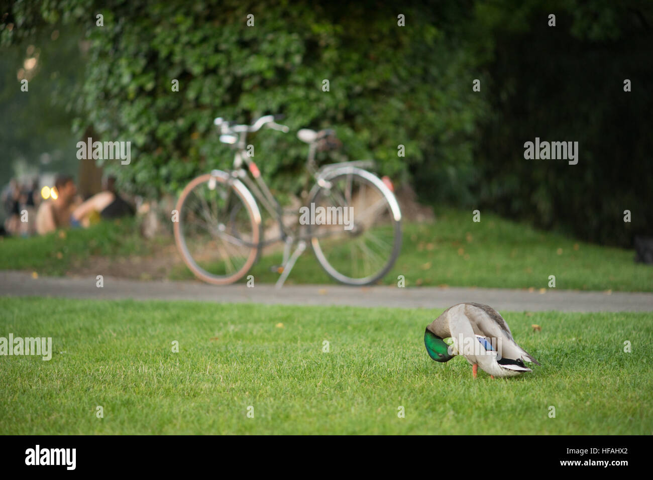 duck in park Stock Photo - Alamy