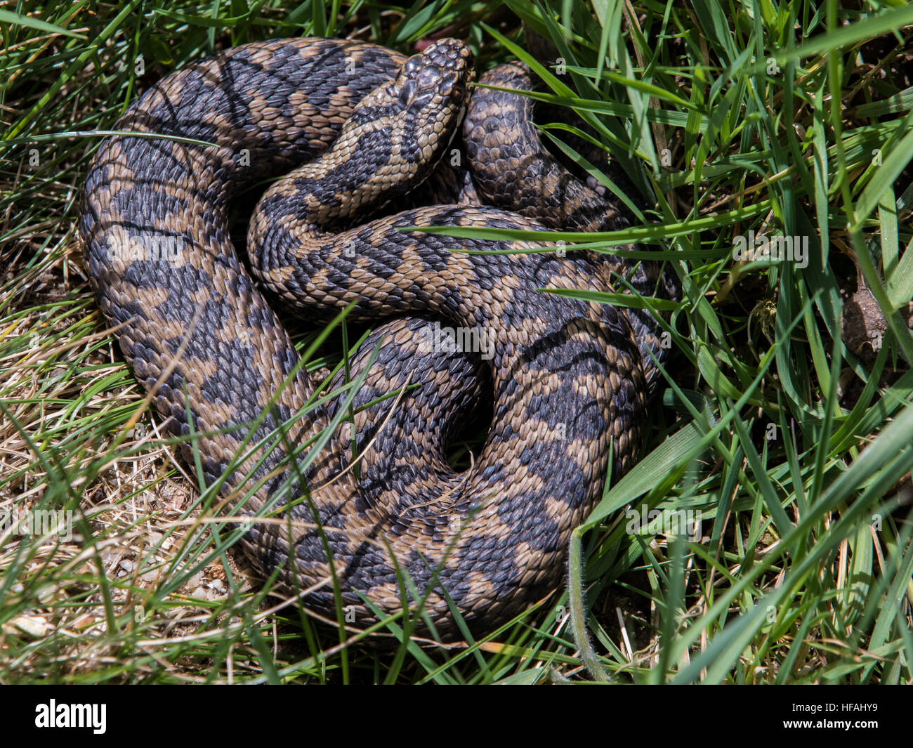 Snake curled up hi-res stock photography and images - Alamy