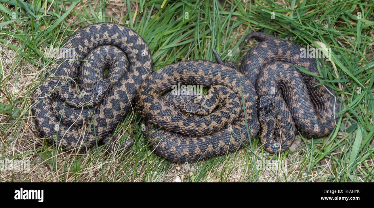 Adder Snake curled up. Basking Stock Photo - Alamy