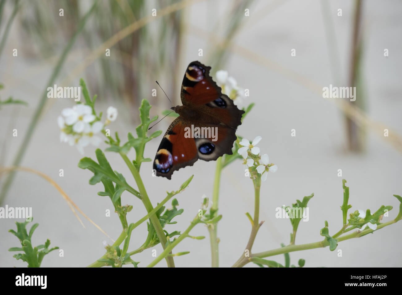 Butterfly on beach hi-res stock photography and images - Alamy