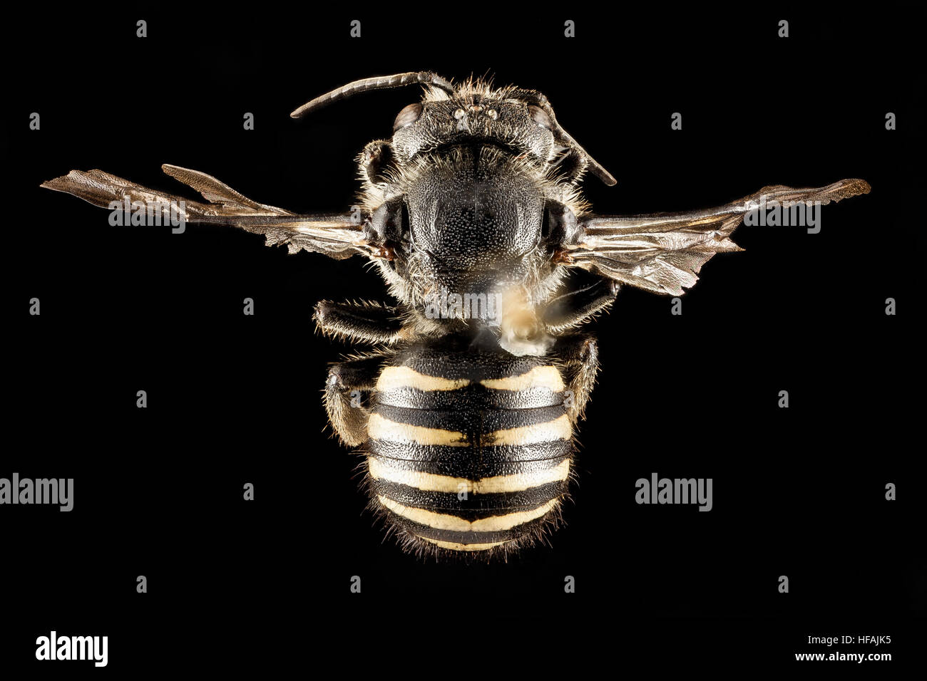 The female Stelis nitida, a species of cuckoo bee, was photographed in ...