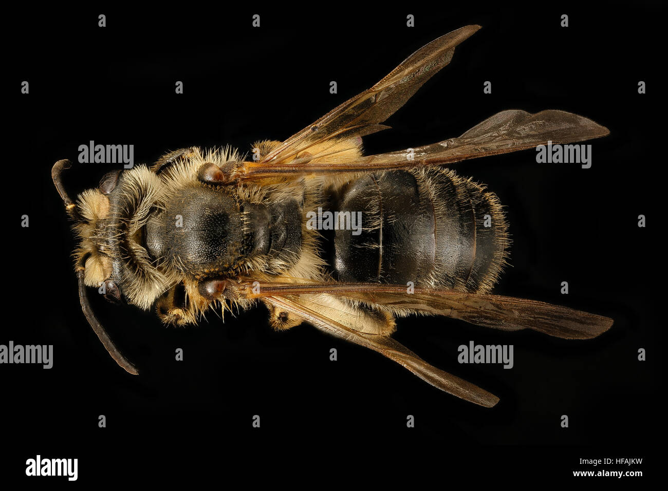 A female Andrena illini, a mining bee species, from Somerset County ...