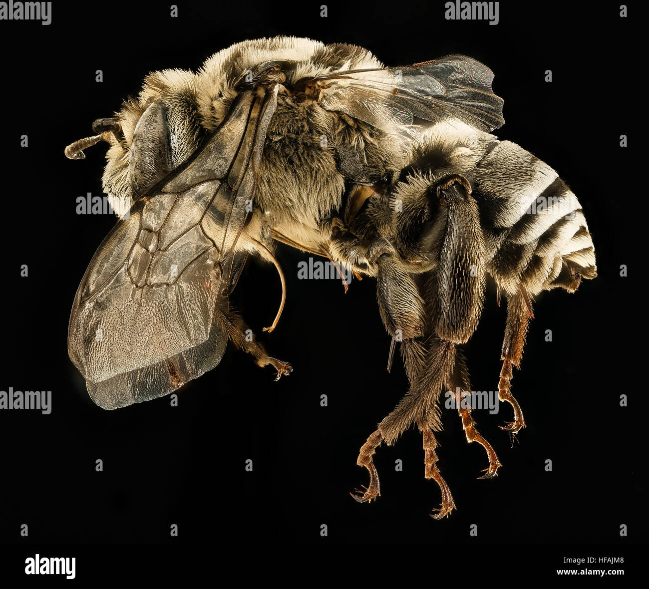 Melitoma taurea, a species of bee from the Apidae family, was ...