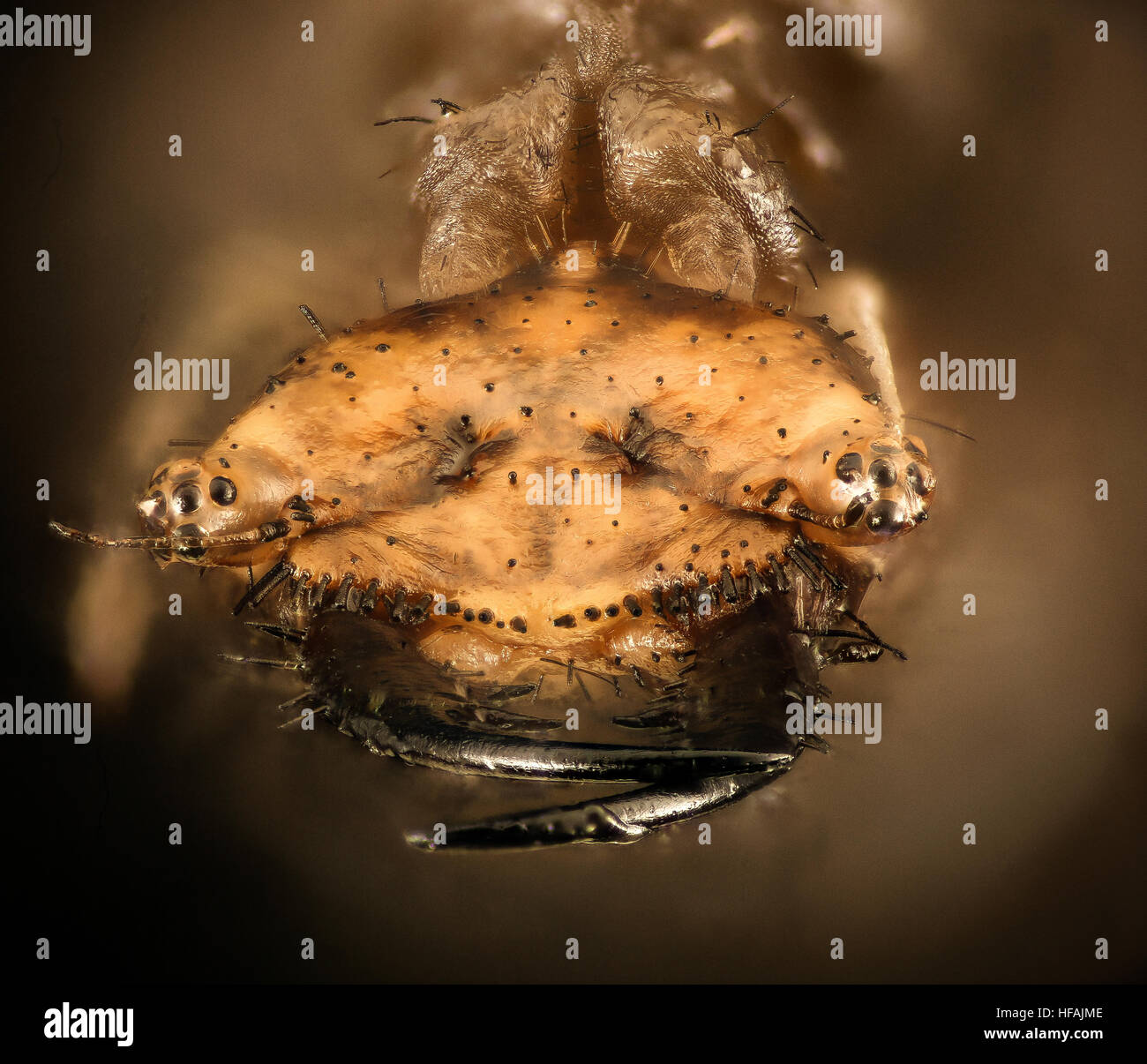 Predatory larvae hi-res stock photography and images - Alamy