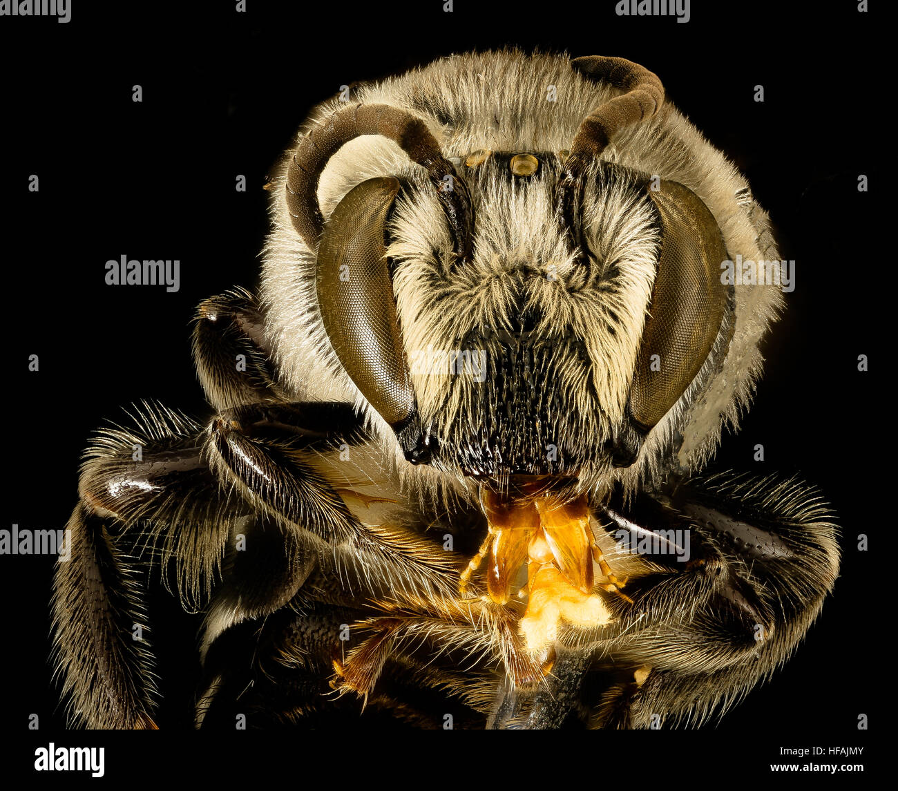 A close-up image of a male Colletes latitarsis bee photographed in ...