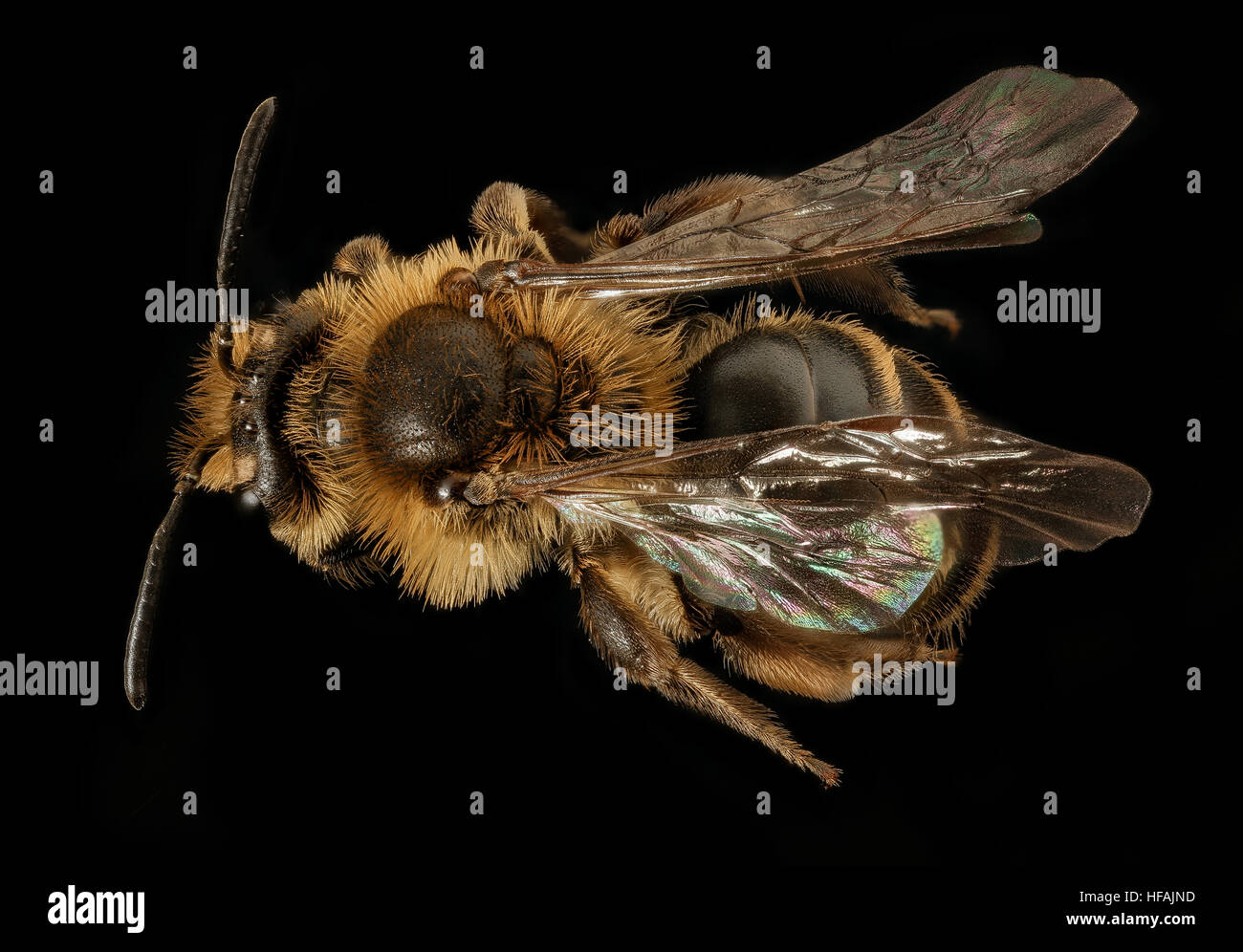 This close-up photograph captures the Andrena arabis bee, taken in ...