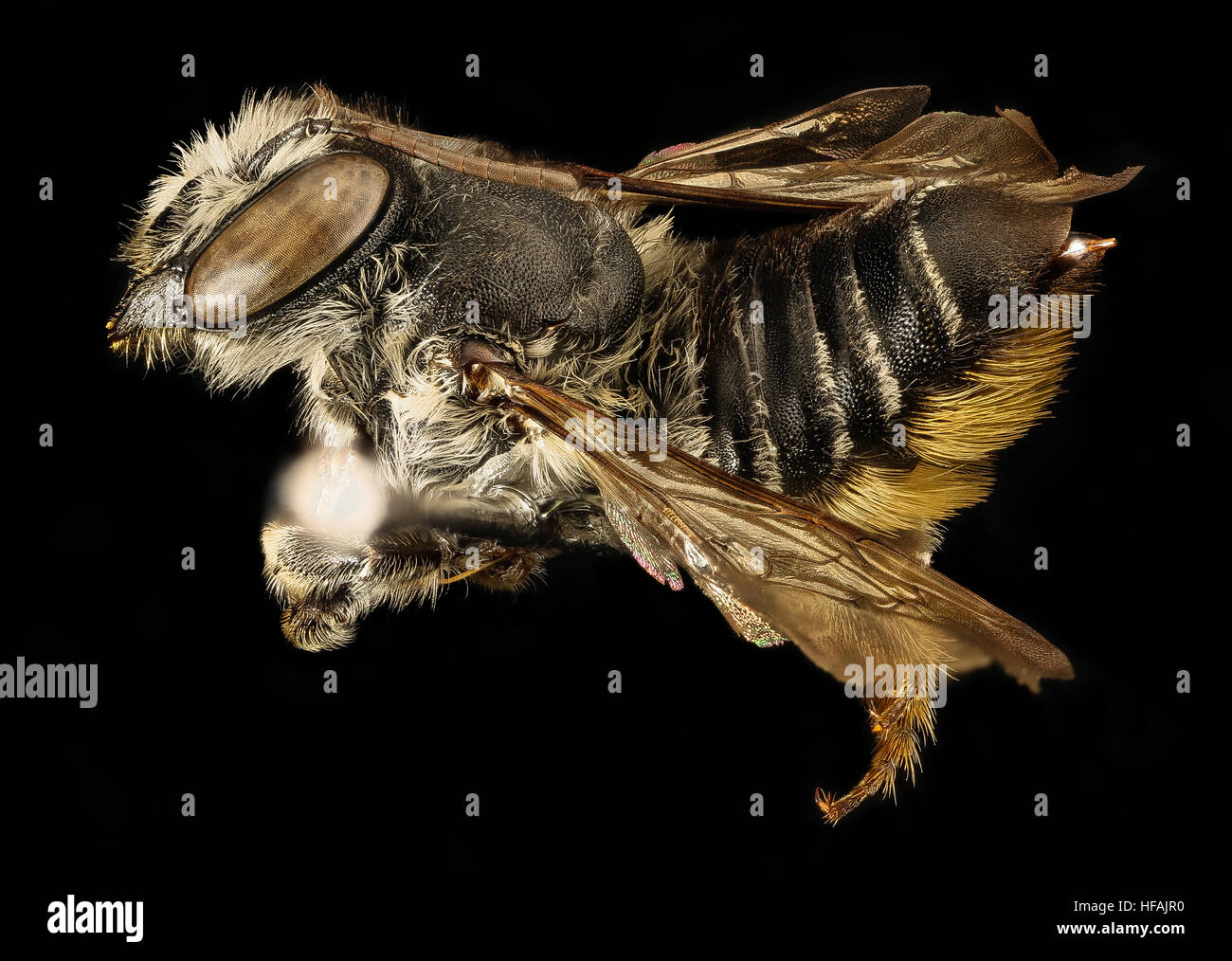 This image shows a close-up of a female Megachile mendica, a leaf ...