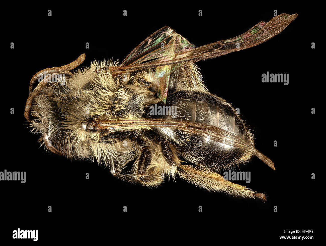 A close-up of Andrena carlini, a species of bee in the Andrenidae ...