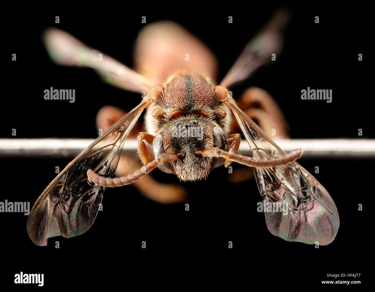 The female Nomada seneciophila, captured in Charles County, Maryland ...