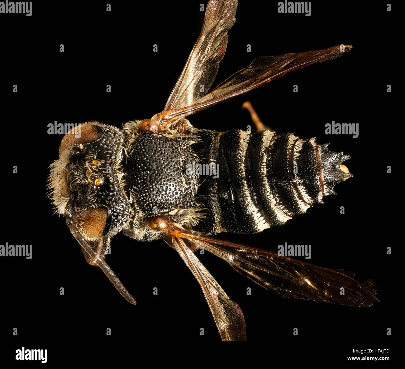 Coelioxys octodentata, a male cleptoparasitic bee from Maryland ...