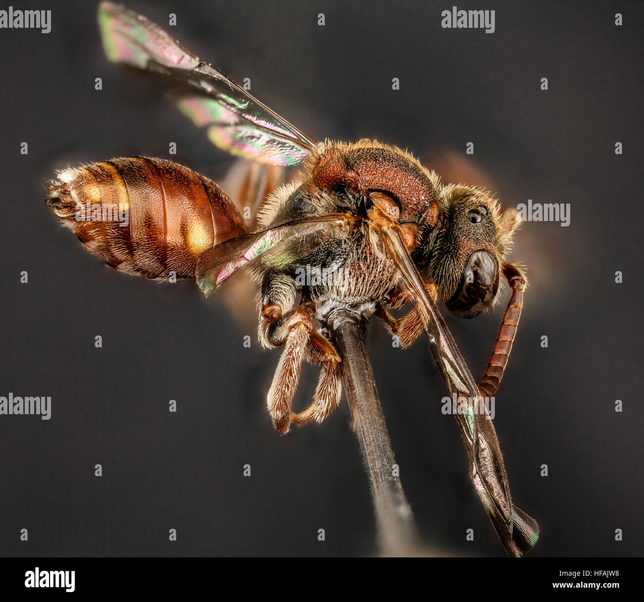 A side view of the female Nomada seneciophila, a rare species of cuckoo ...