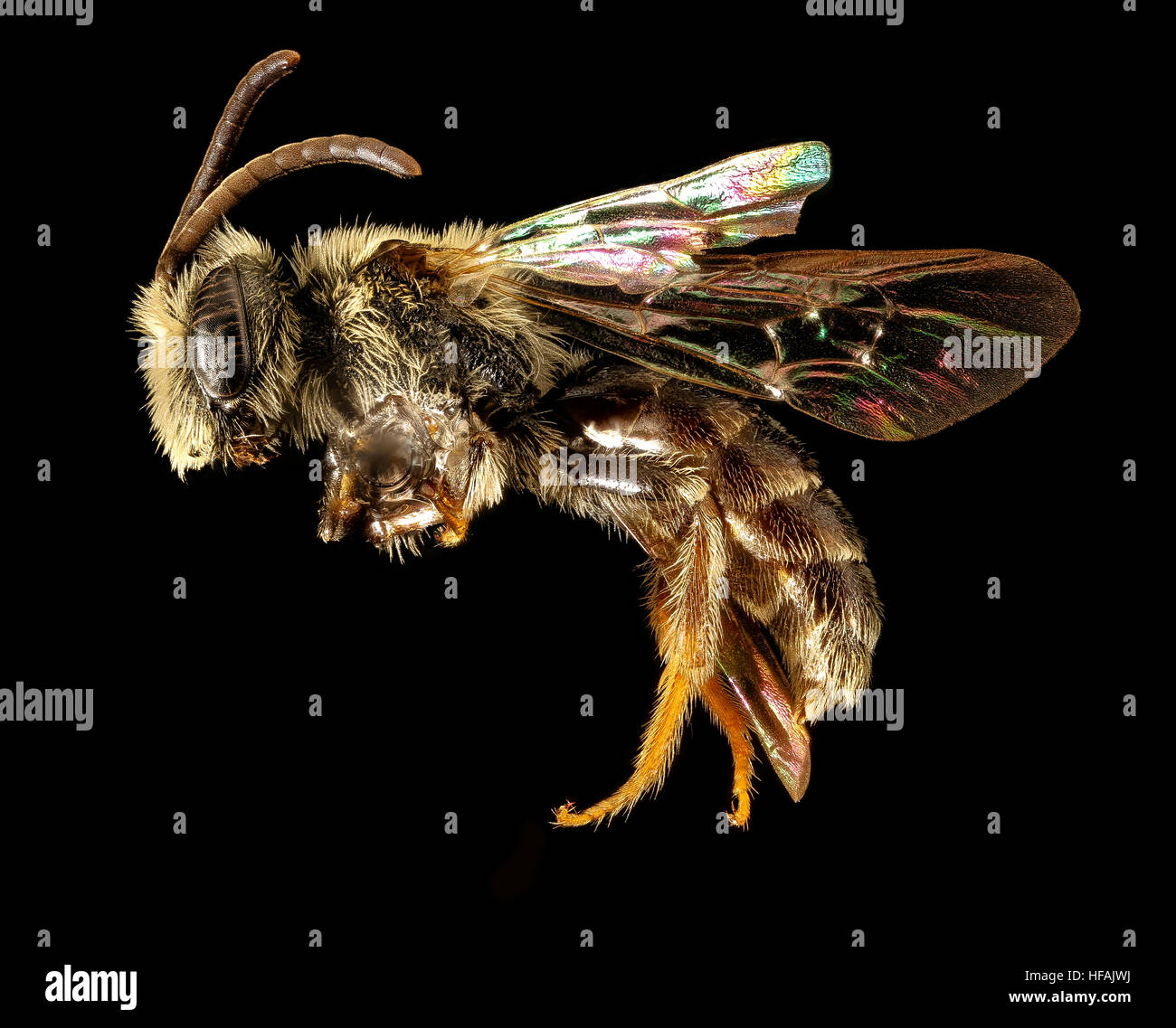 The male Andrena illicis, a species of mining bee, was photographed in ...