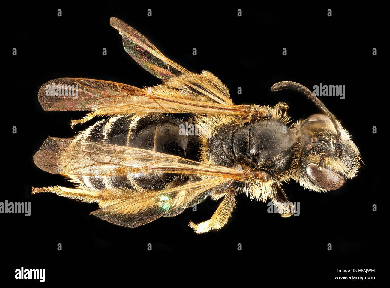 This image shows a female Andrena robertsonii bee from Baltimore County ...