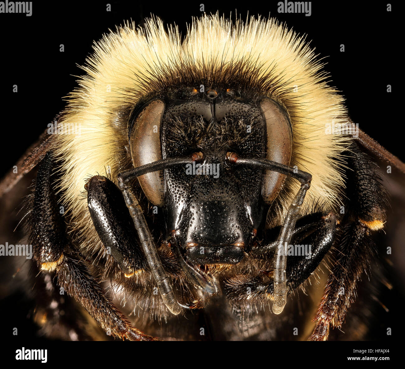 This image shows a female Bombus fervidus, a yellow bumblebee, captured ...
