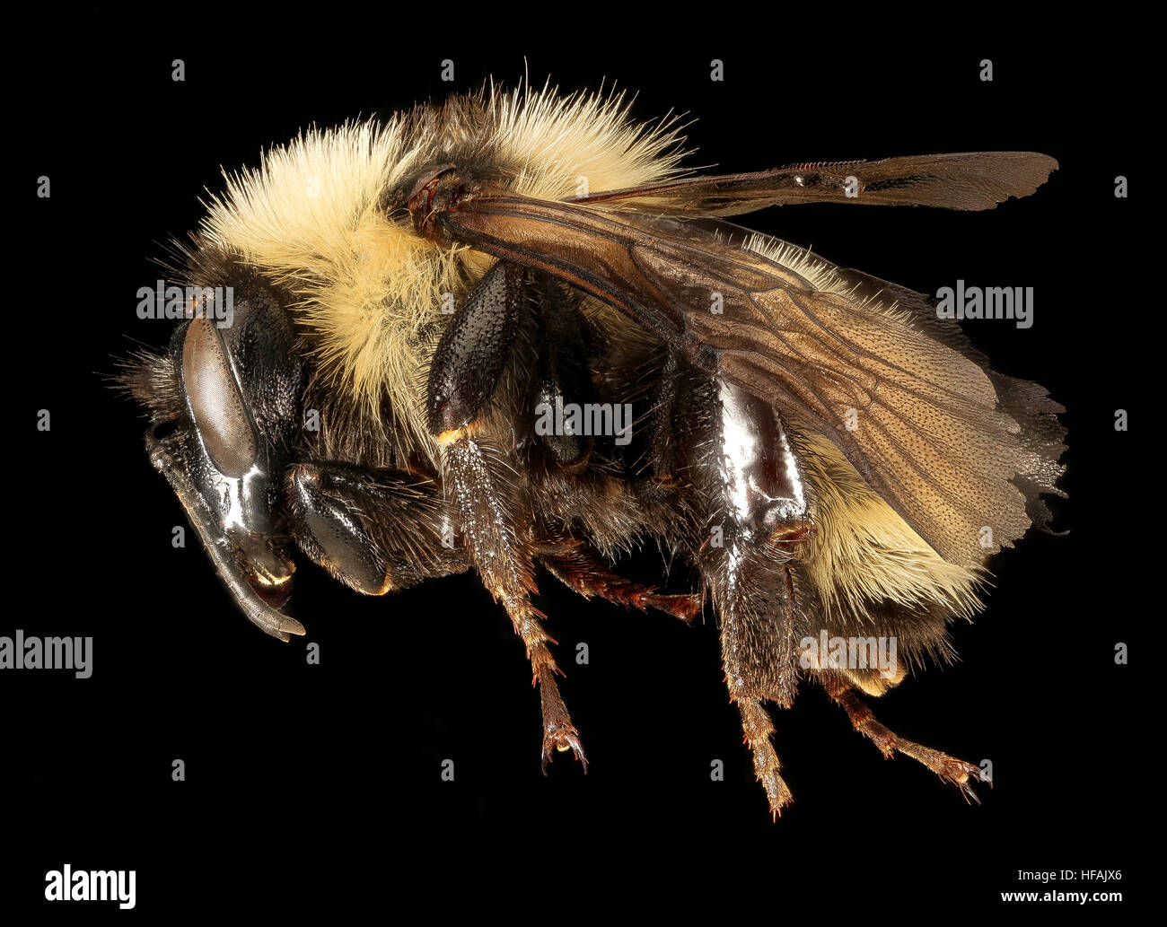 This image shows the side view of a female Bombus fervidus, a species ...