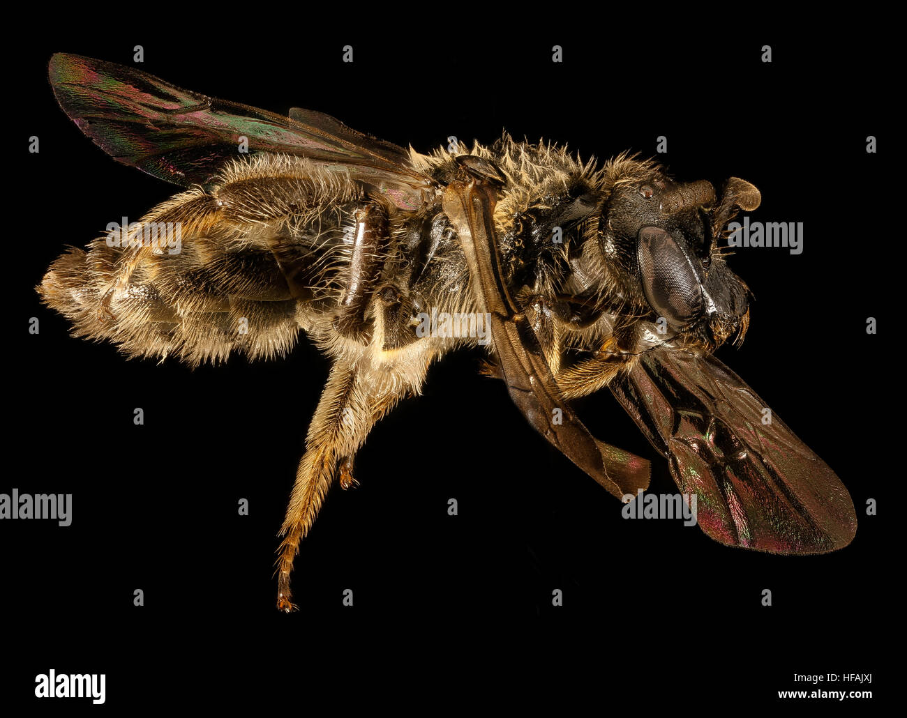 Dufourea novaeangliae, a species of bee from the family Apidae, is ...