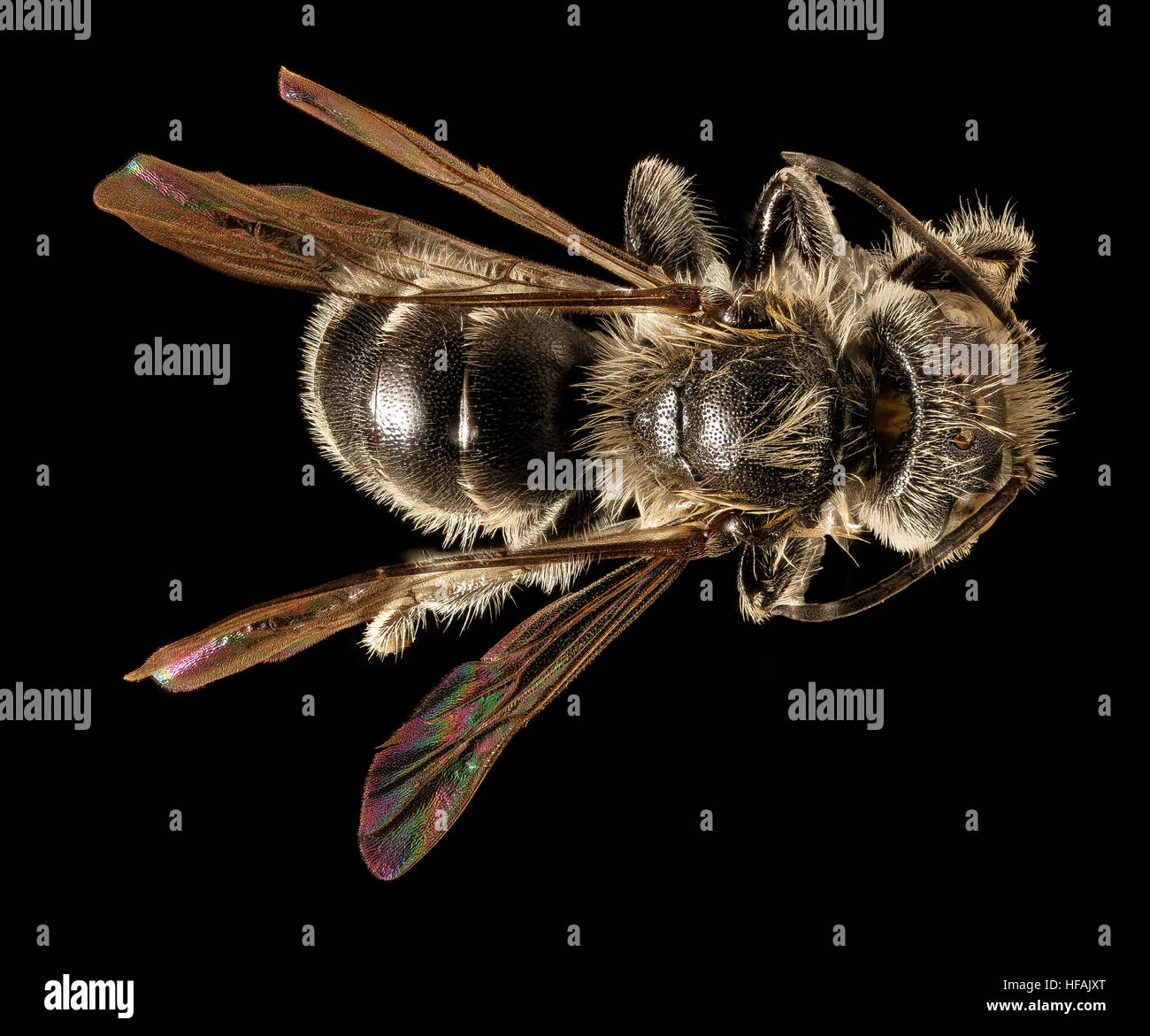 This close-up image shows a male Hoplitis simplex bee, captured in ...