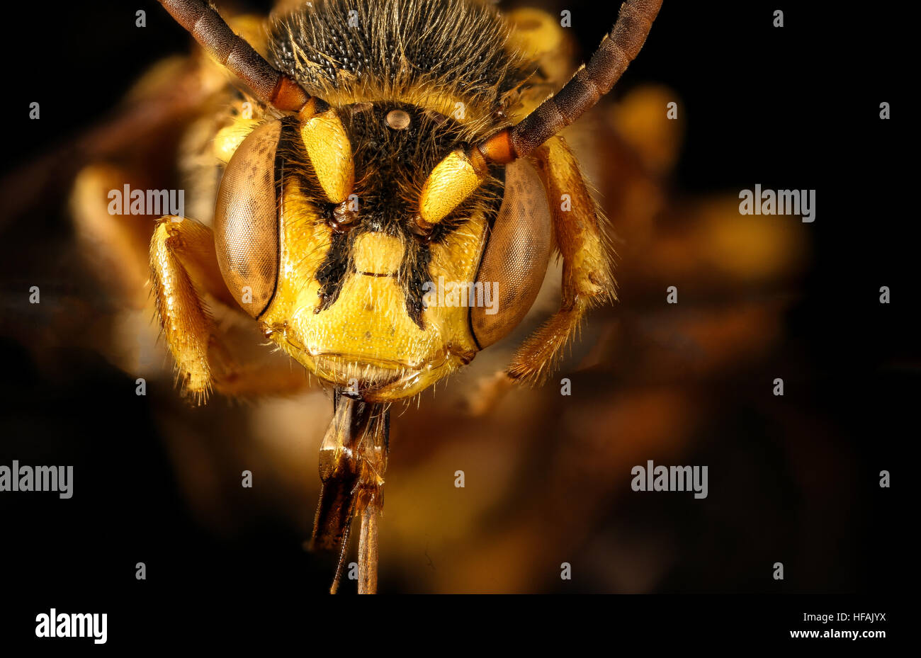 Binomial Nomada High Resolution Stock Photography and Images - Alamy