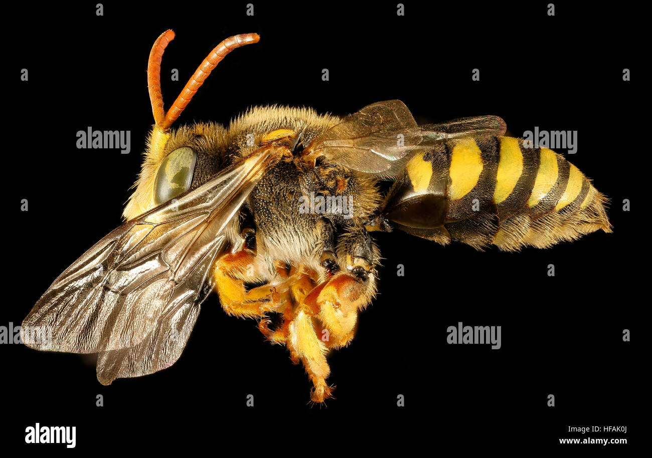 A male Nomada superba, a rare cleptoparasitic bee species, photographed ...