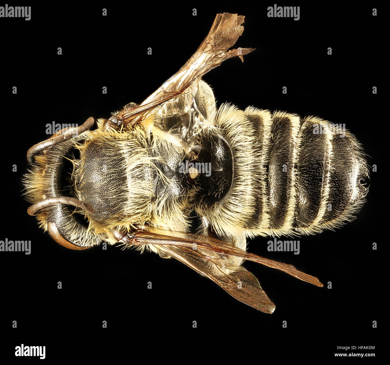Bee taxonomy museum hi-res stock photography and images - Alamy