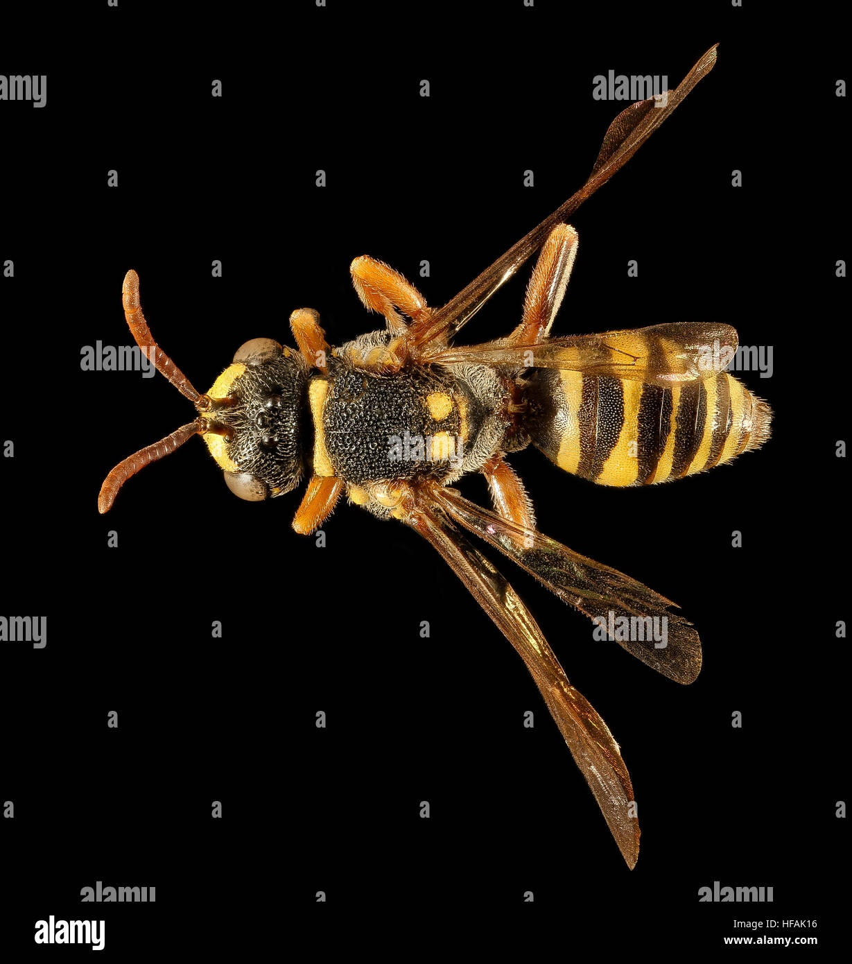 This image features a male Nomada tiftonensis bee captured in Minnesota ...