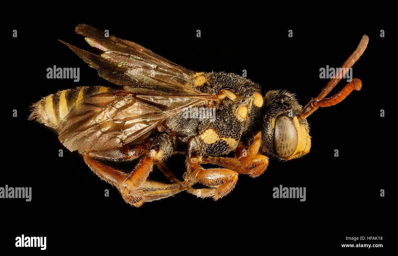 A male Nomada tiftonensis bee photographed in Minnesota, identified by ...