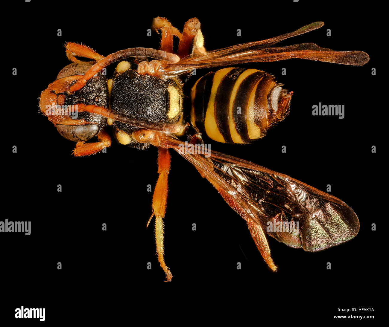 Image shows back view hi-res stock photography and images - Alamy