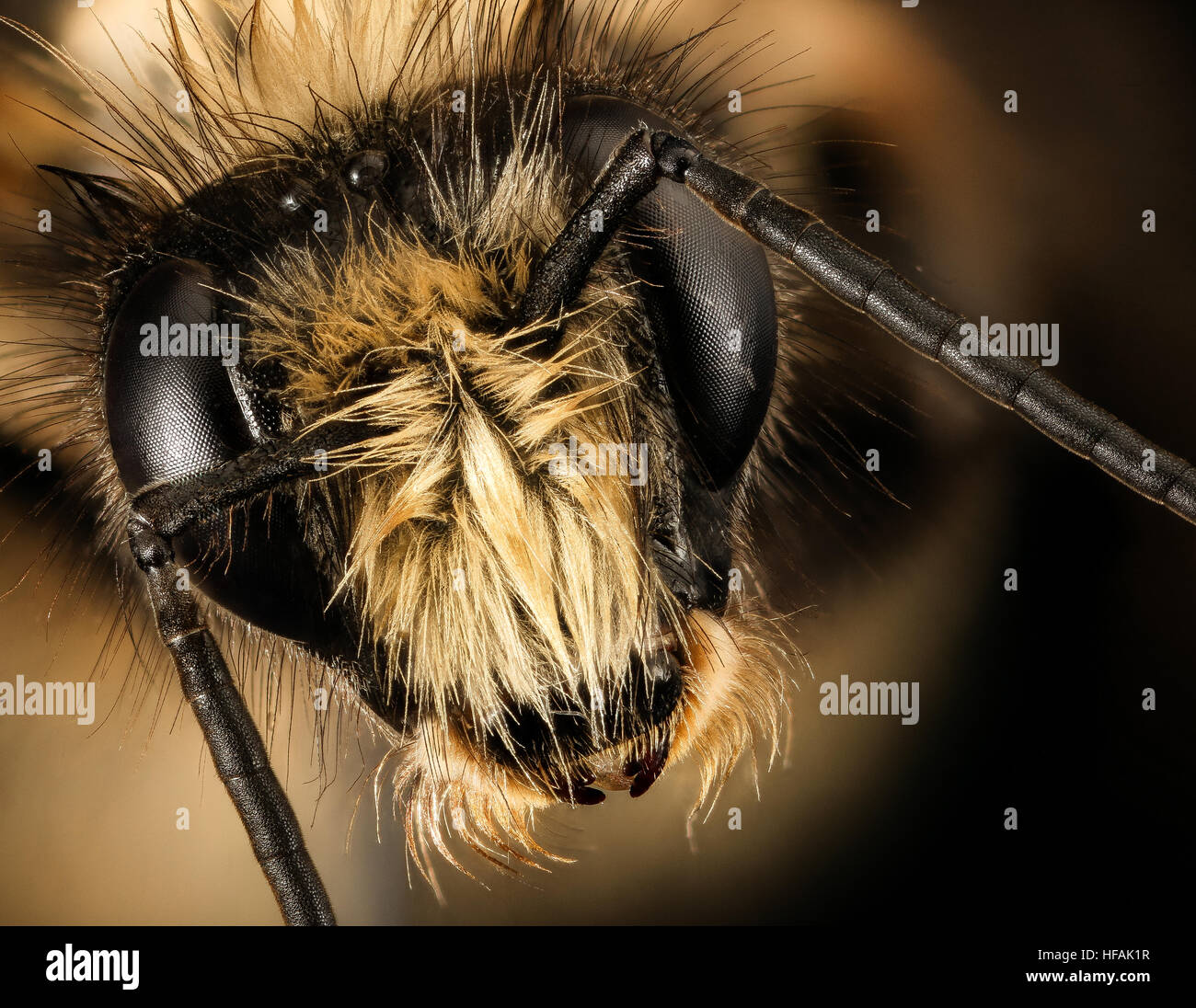 A close-up photograph of a female Bombus melanopygus, a bumblebee ...
