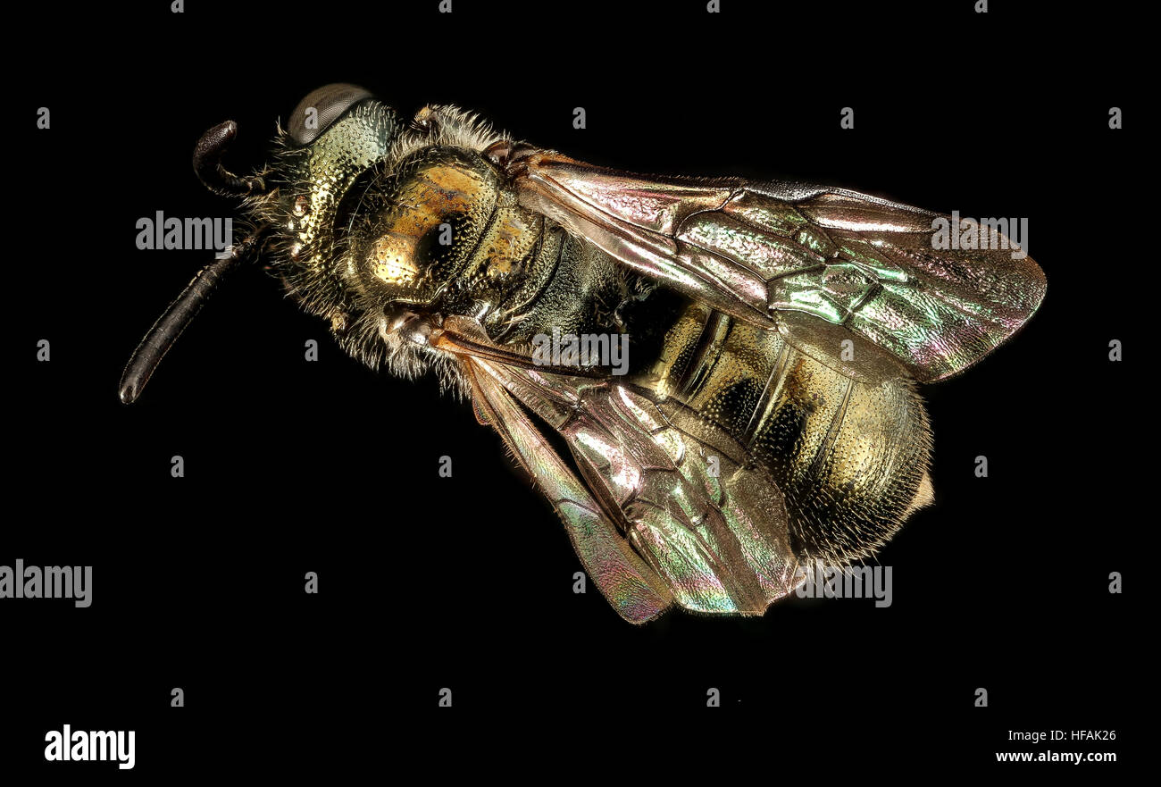 A male Ceratina species, a small carpenter bee, is photographed from ...