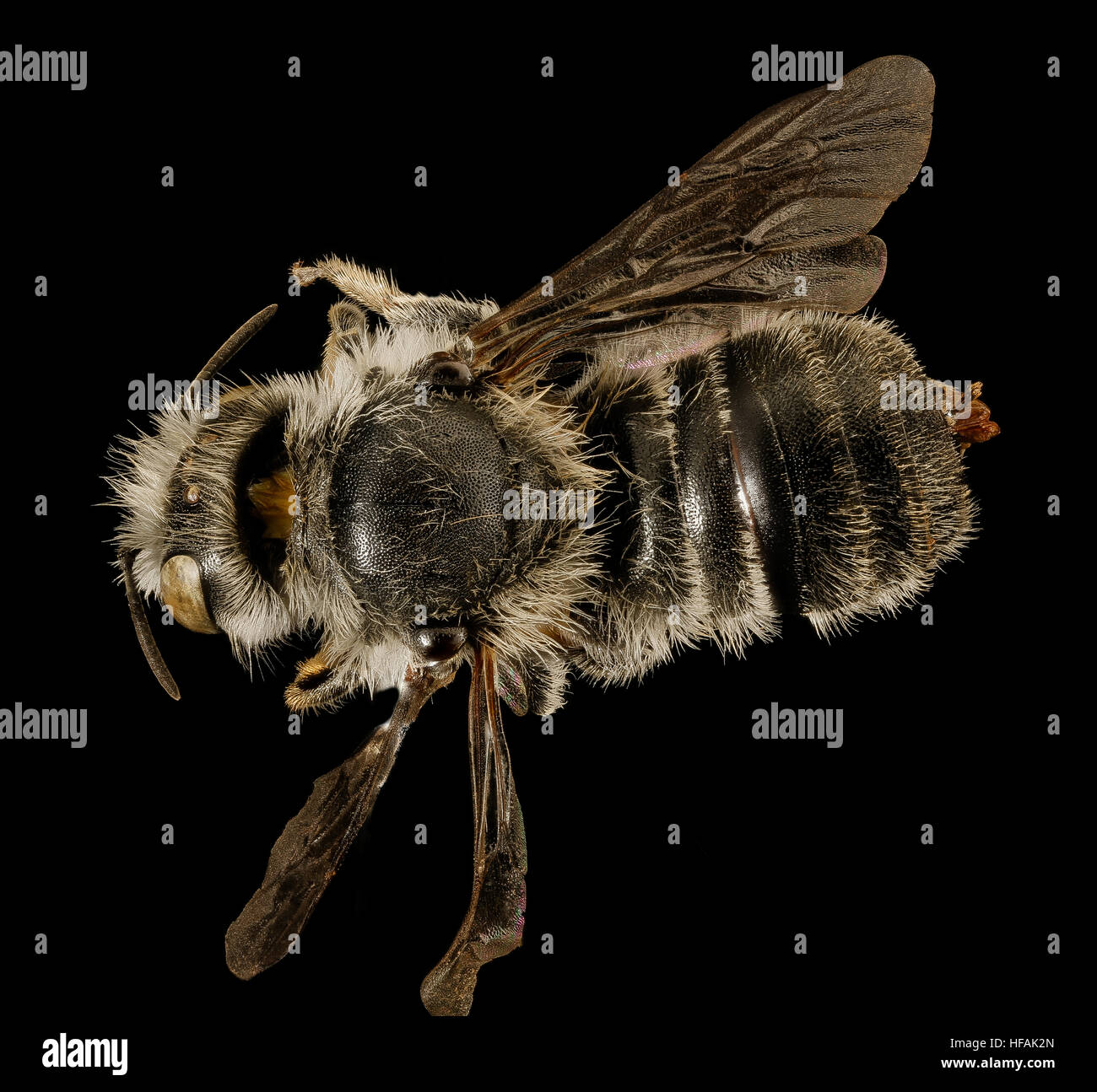 This close-up image features the back of a Hoplitis anthocopoides ...