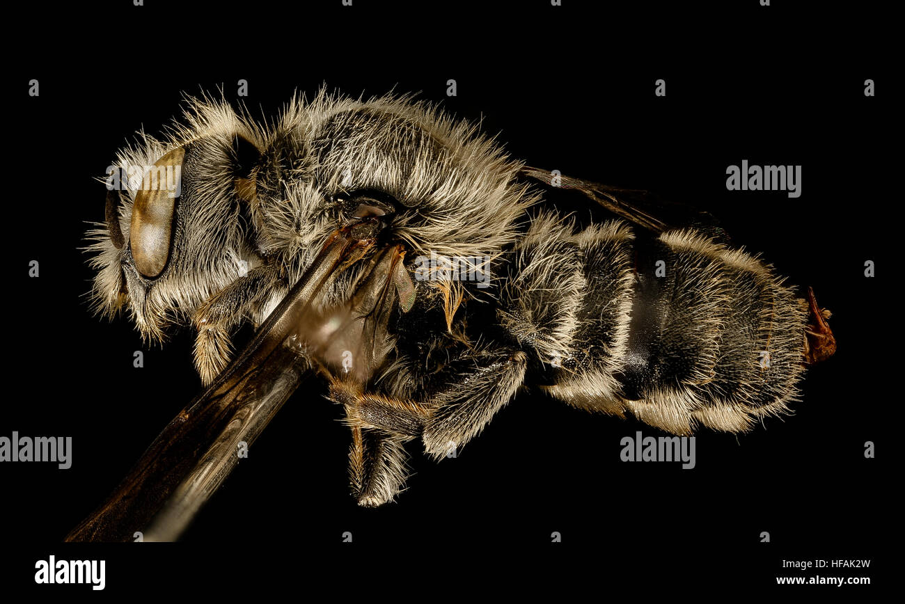 This image shows a side view of a female Hoplitis anthocopoides bee ...