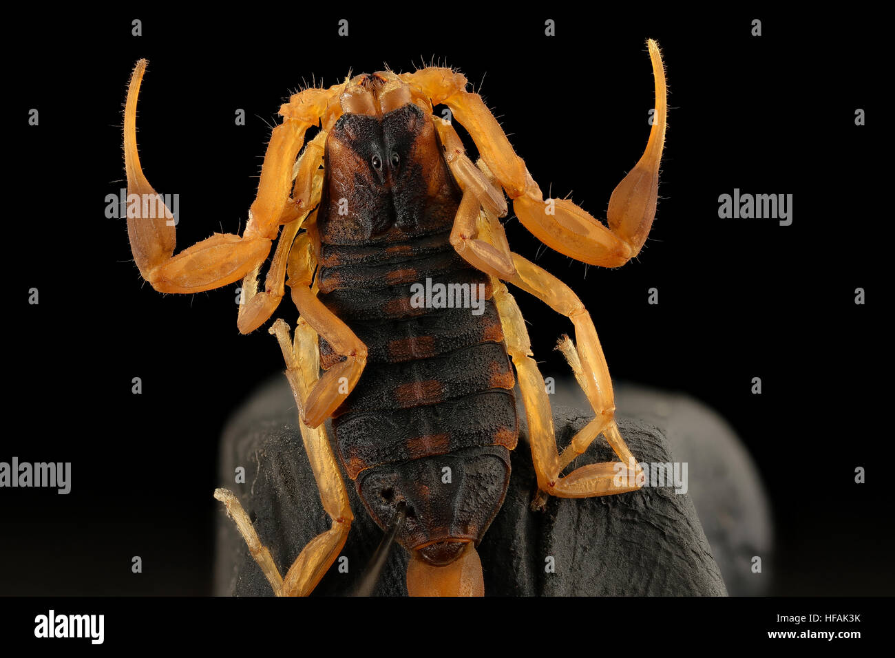 A close-up view of a scorpion from Arkansas, captured in detail ...