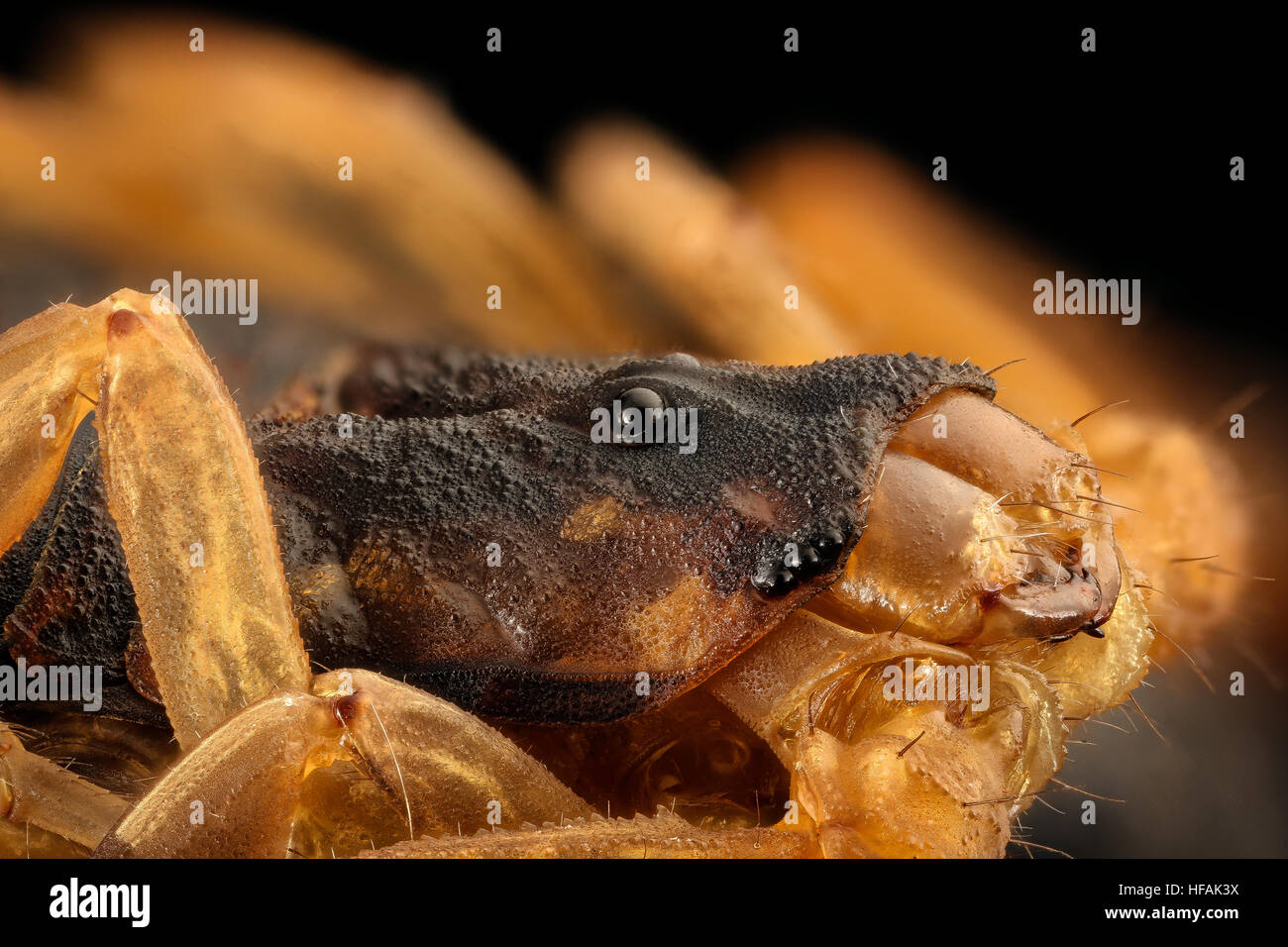 A close-up of Centruroides vittatus, a striped bark scorpion, observed ...