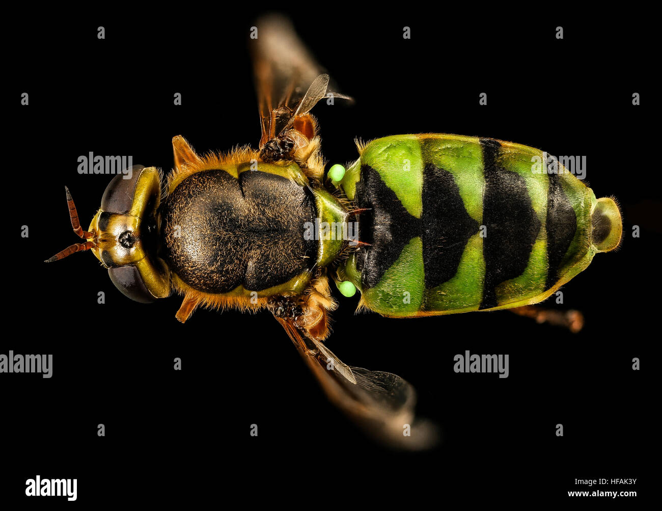 This image features a close-up of an insect identified as Odontomyia ...