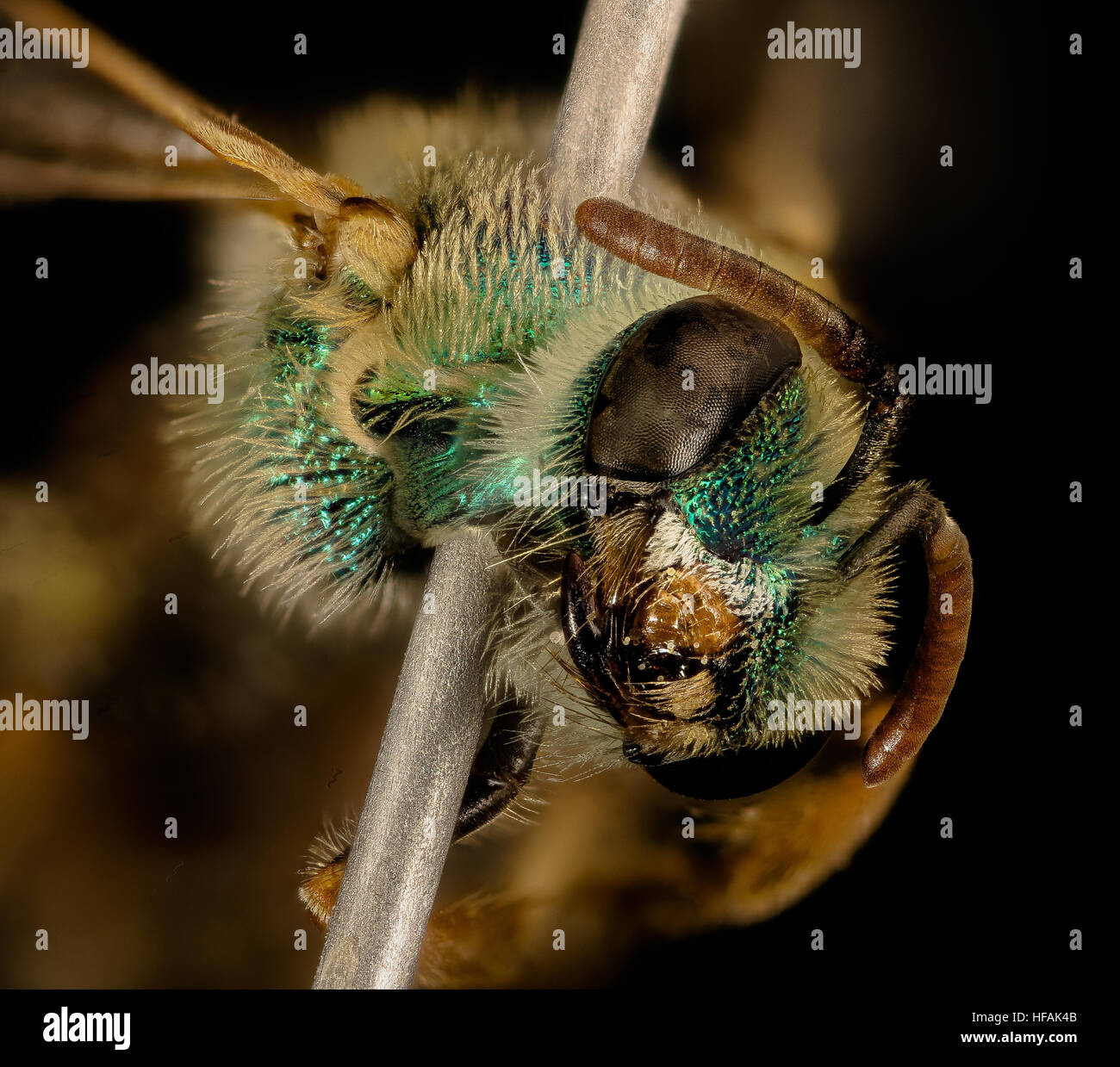 This image features a gynandromorph Agapostemon texanus-angelicus bee ...