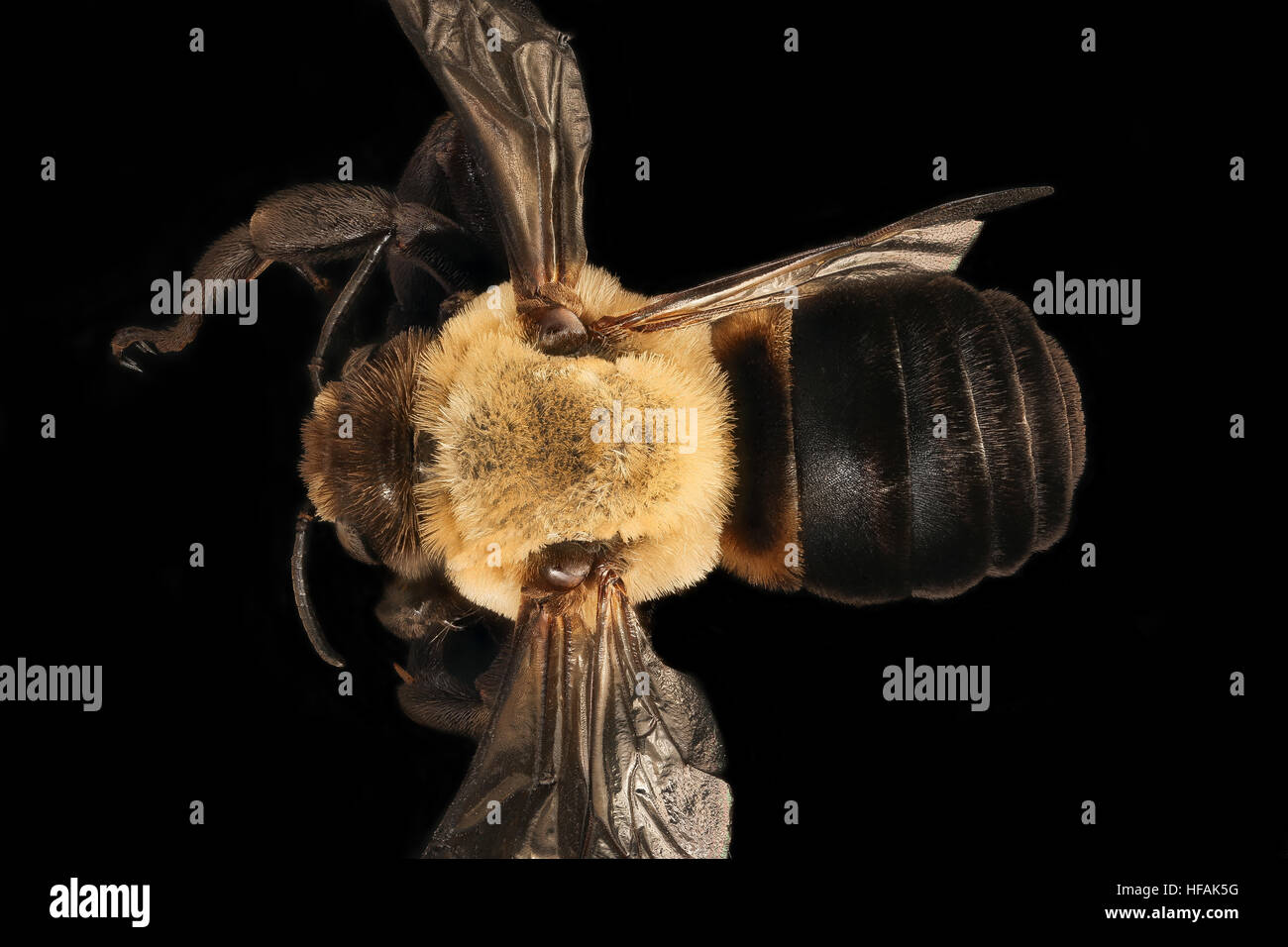 A close-up image of a male Ptilothrix bombiformis, a species of bee ...