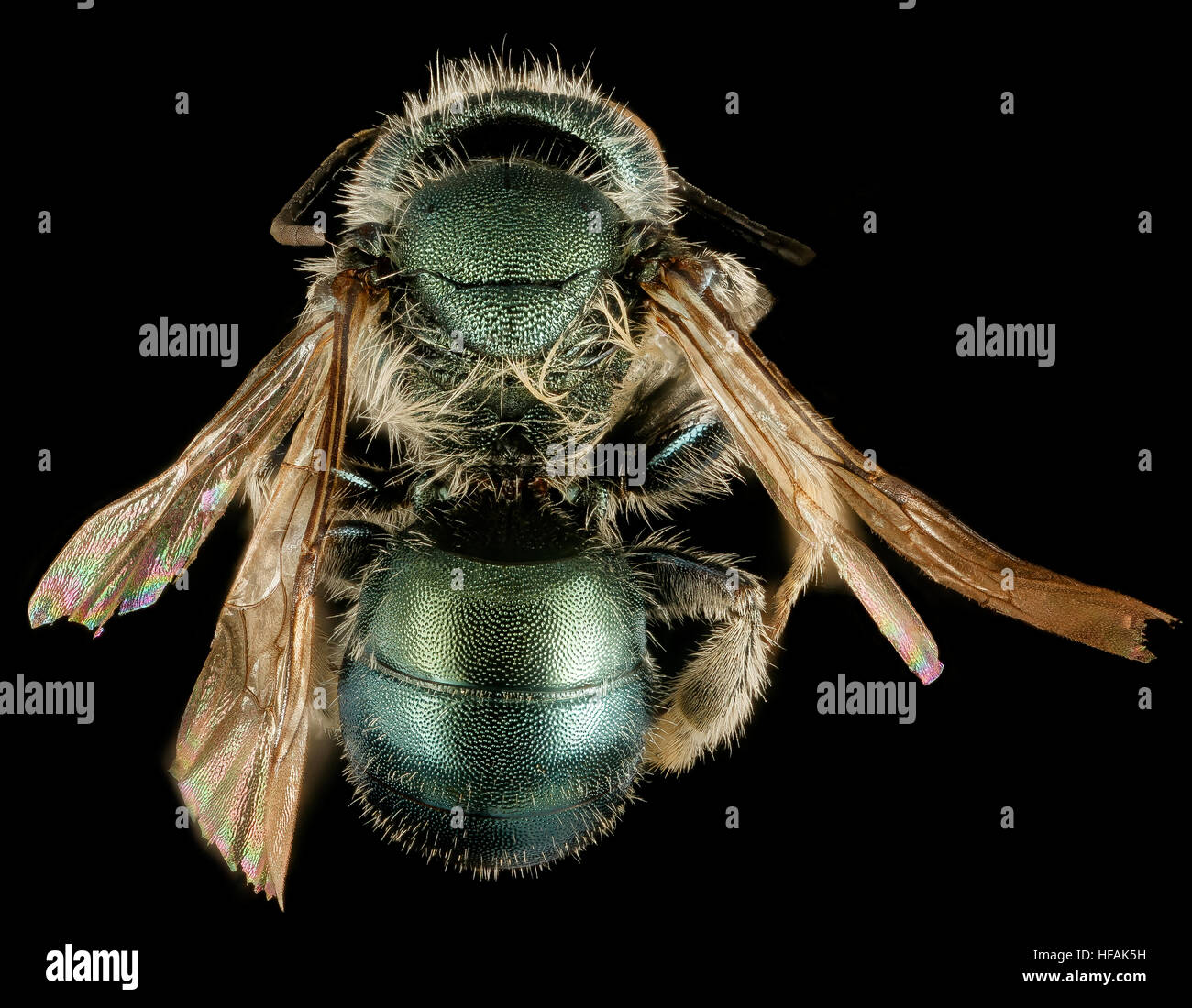 Solitary bee species osmia hi-res stock photography and images - Alamy