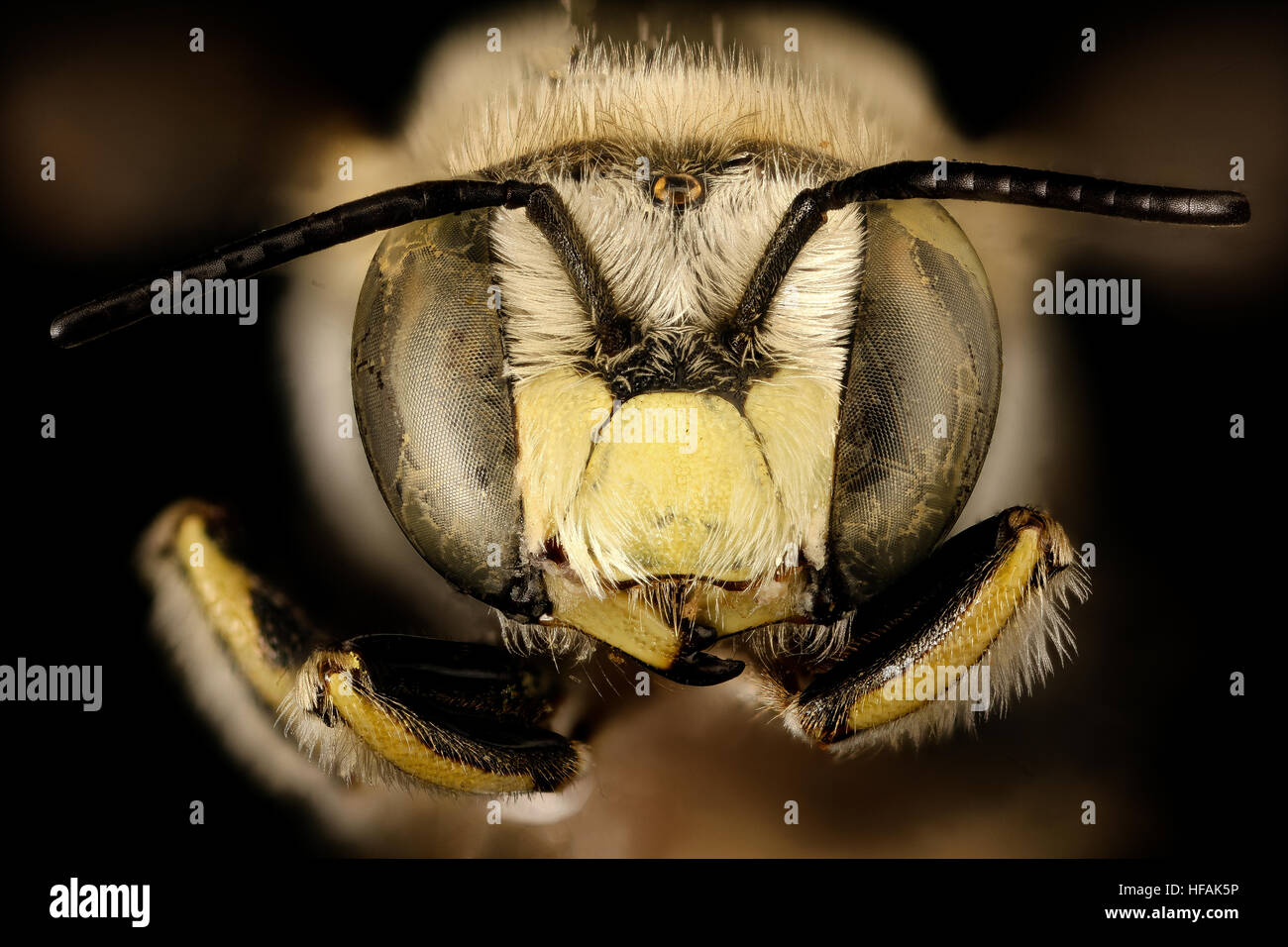 Anthidium porterae, a species of bee from the family Megachilidae, was ...