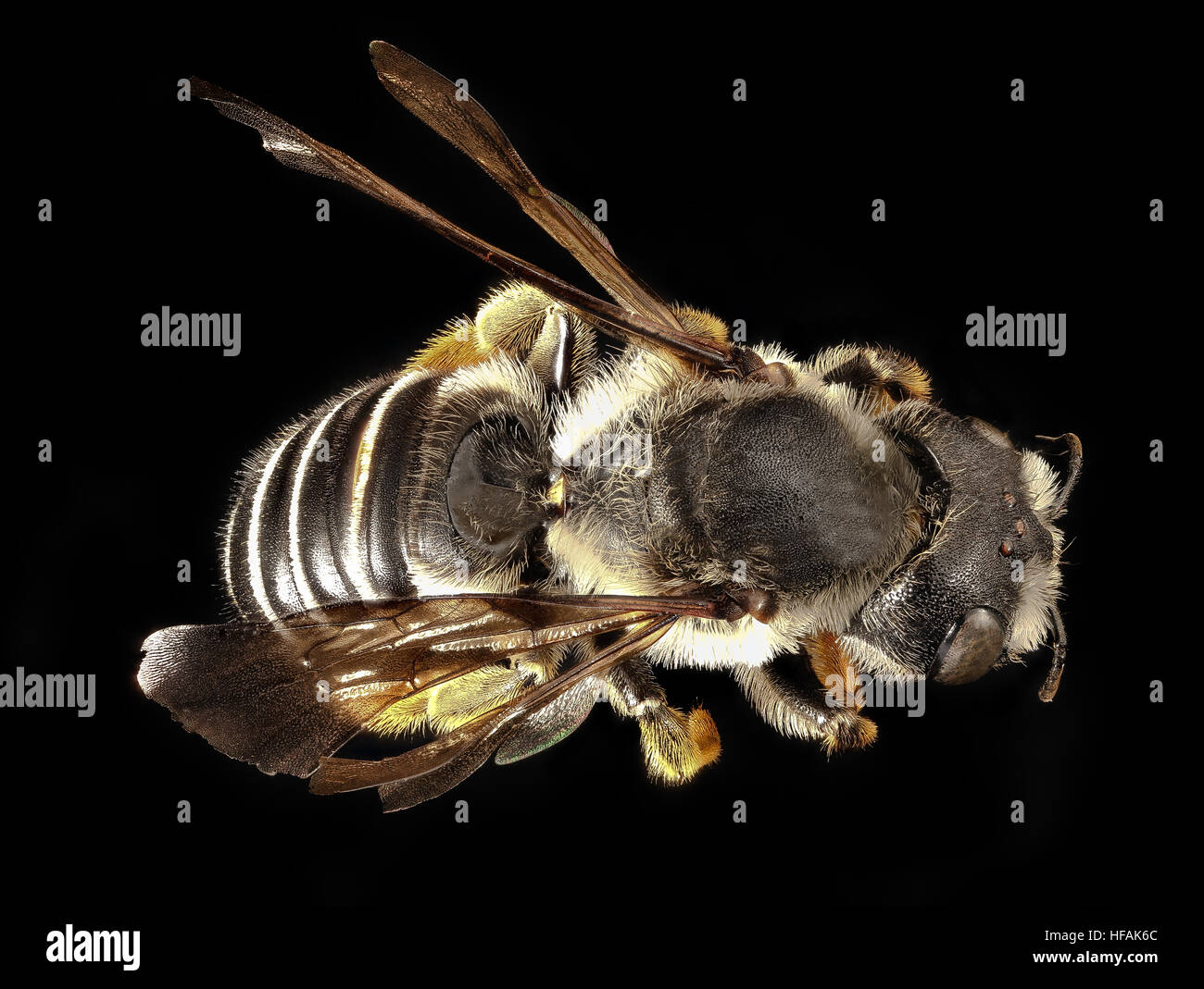 A female Megachile pugnata photographed in the National Arboretum ...