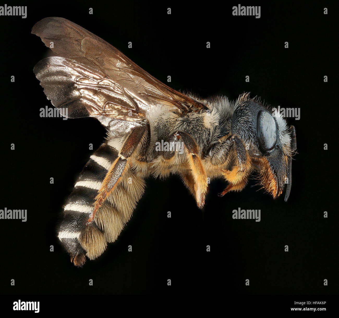 The Megachile pugnata, a species of leafcutter bee, was photographed at ...