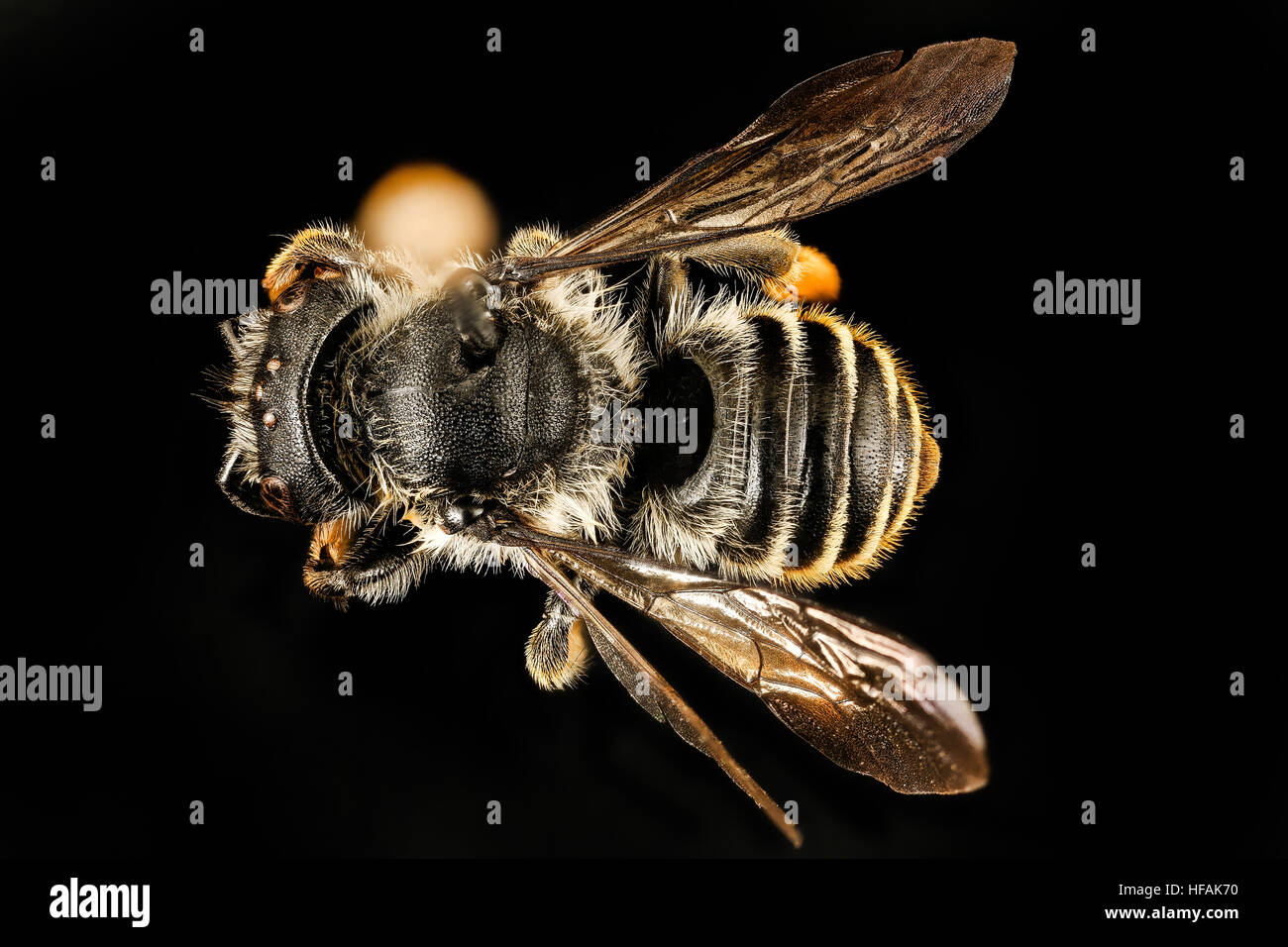 This image features the Megachile relativa, a species of leaf-cutter ...