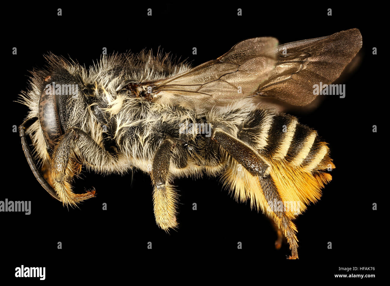 A side view of Megachile relativa, a bee species captured in Garrett ...