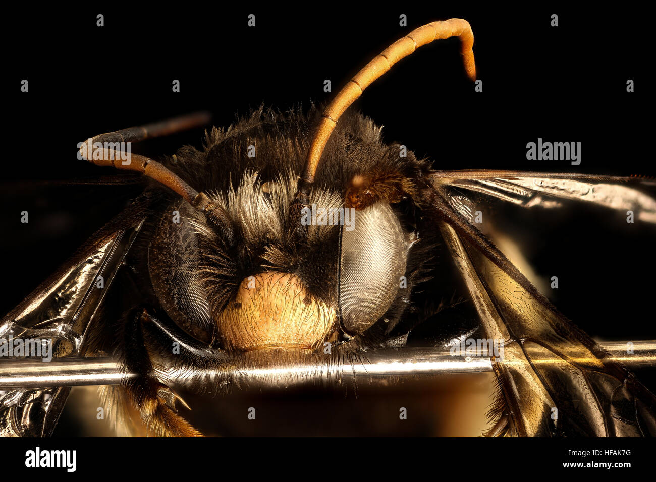 A close-up view of a male Melissodes bimaculata, a species of bee from ...